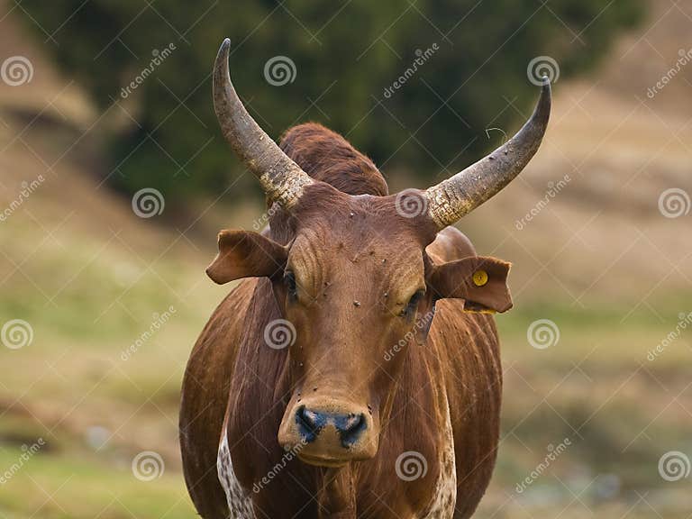 Zebu stock photo. Image of lake, horn, zebu, animal, indicus - 5357030