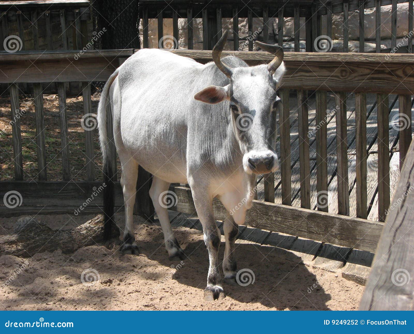 Zebu stock photo. Image of orlando, caged, farm, horns - 9249252