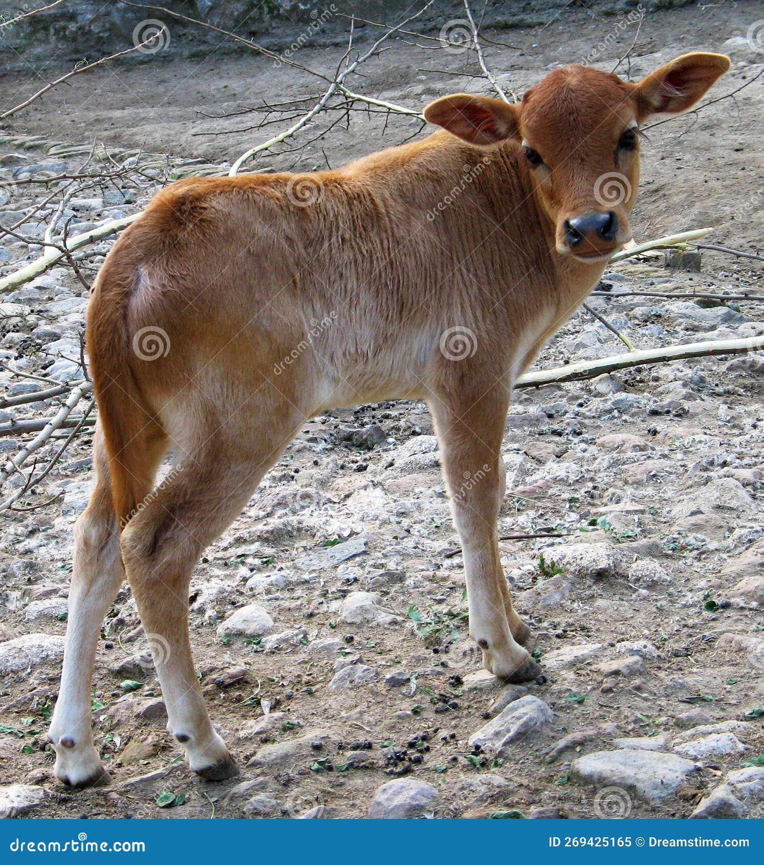 Zebu (Bos taurus indicus) stock image. Image of cattle - 269425165