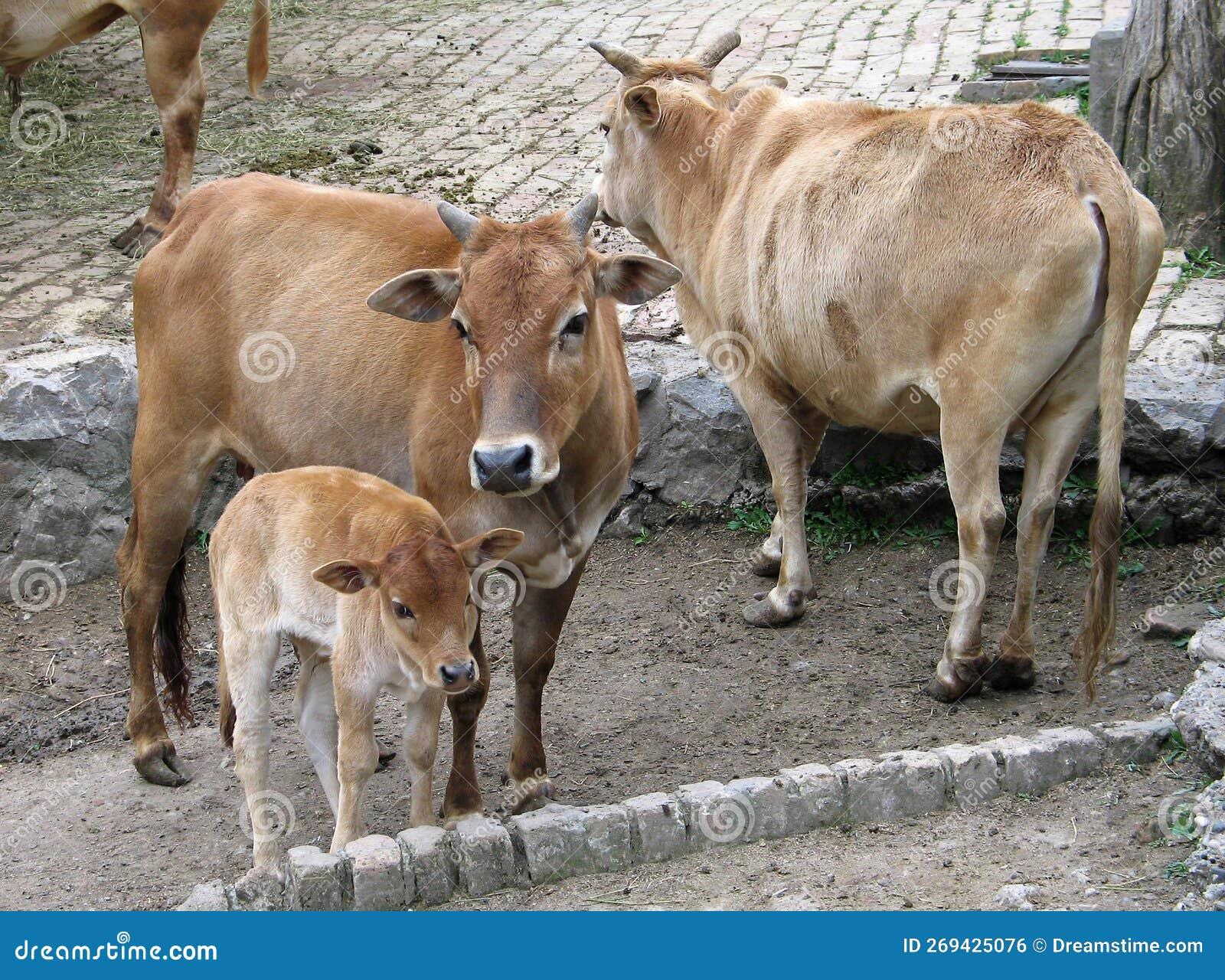Zebu (Bos taurus indicus) stock photo. Image of mother - 269425076
