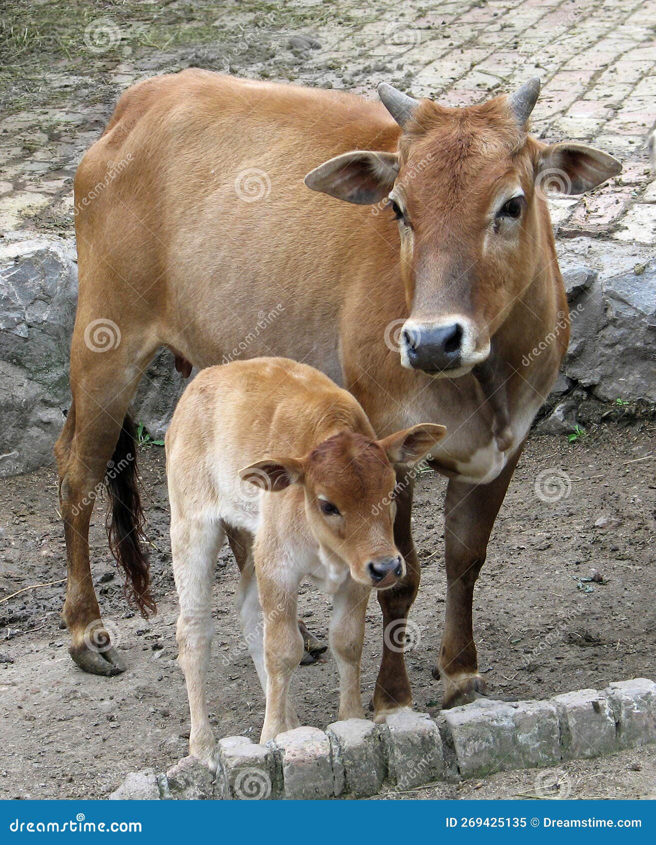 Zebu Cow Mother And Calf In White Milkweeds Stock Image | CartoonDealer ...