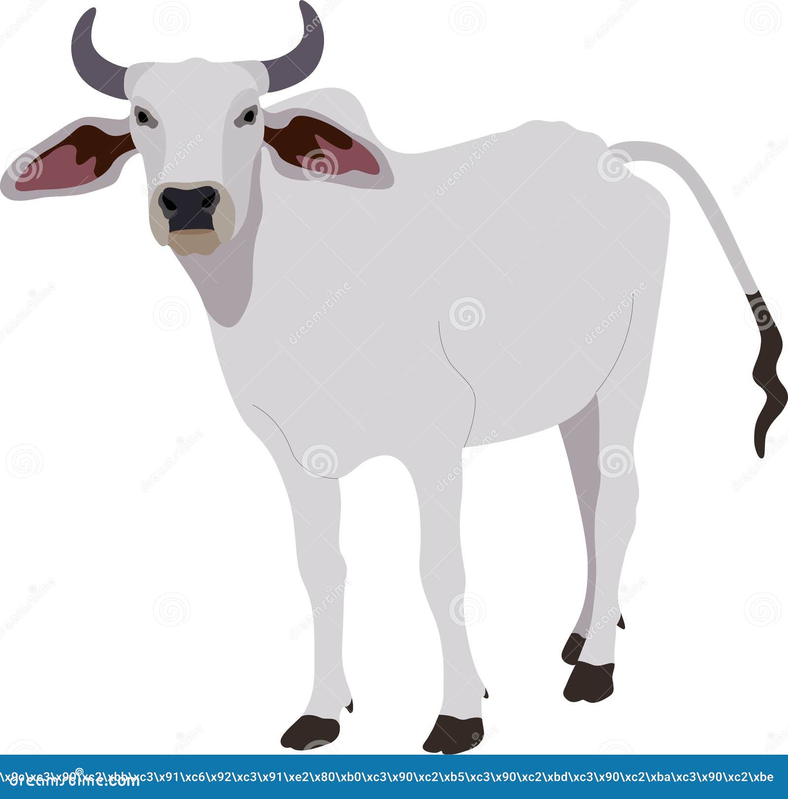 Zebu bull. Brahman cattle stock vector. Illustration of cattle - 260712052