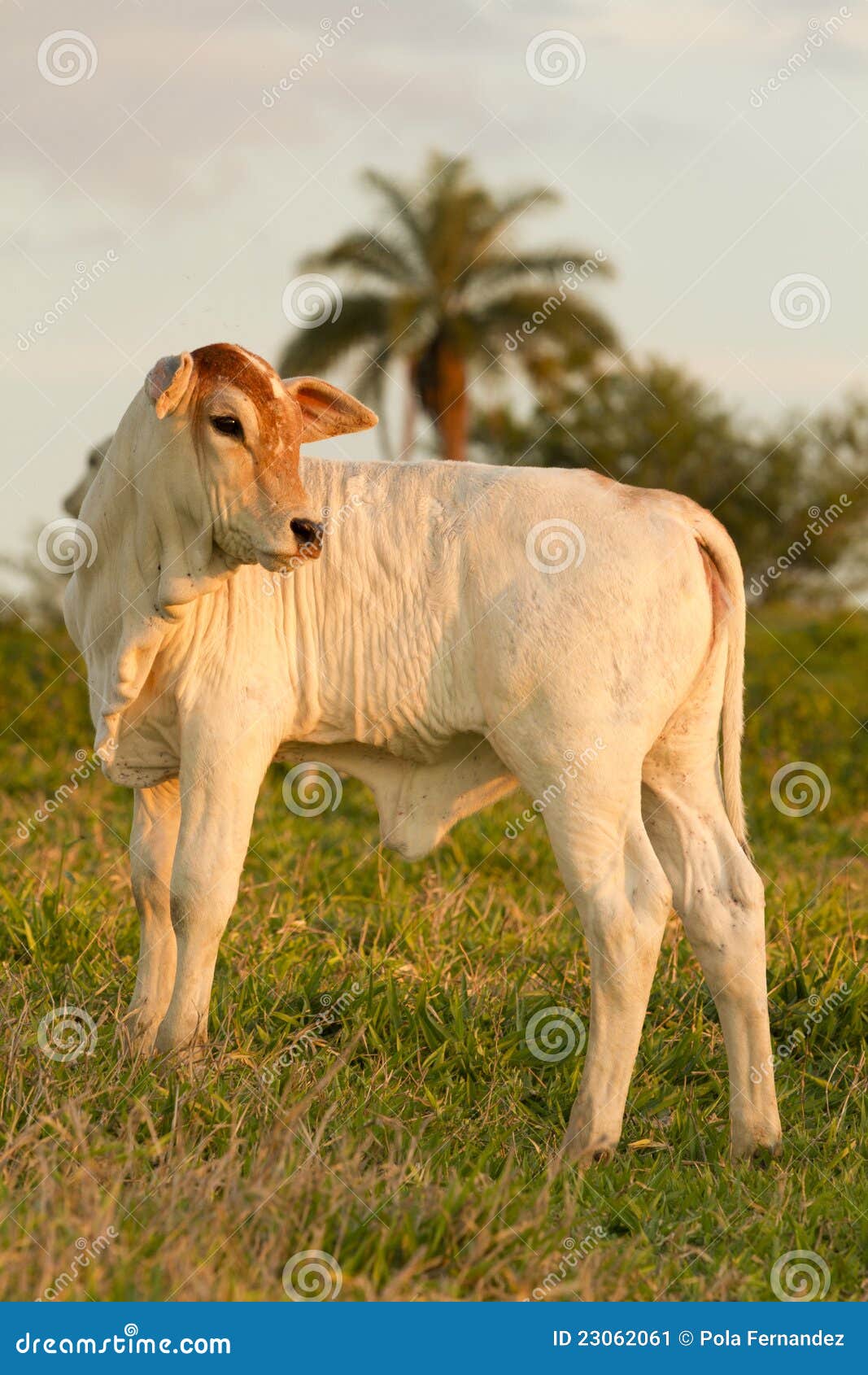 Zebu calf stock image. Image of agriculture, indian, ranch - 23062061