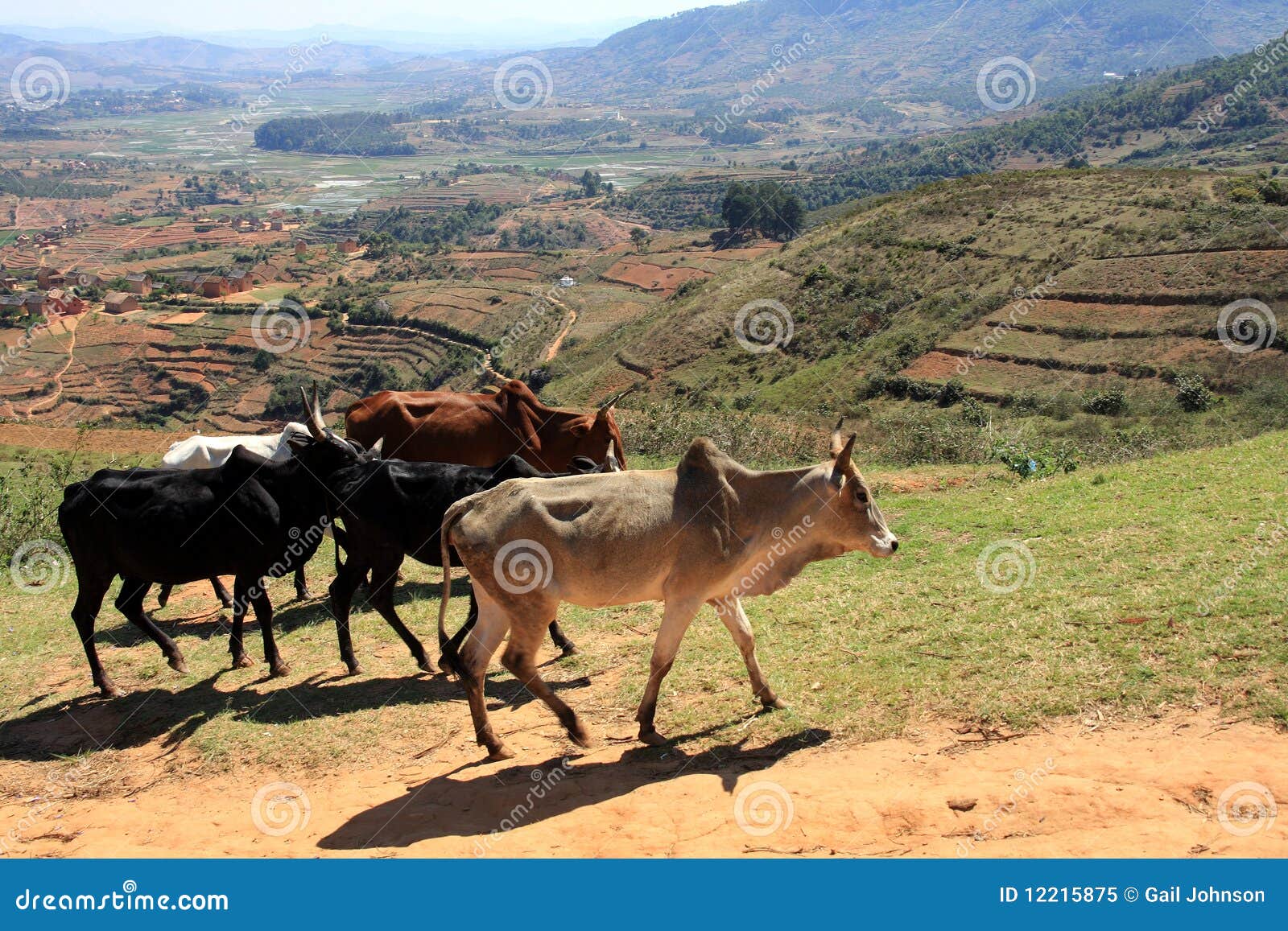Zebu cattle stock image. Image of malagasy, zebu, africa - 12215875