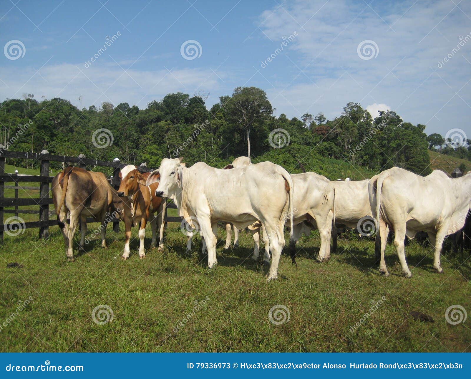 Zebu cattle stock image. Image of herd, zebu, hunchback - 79336973