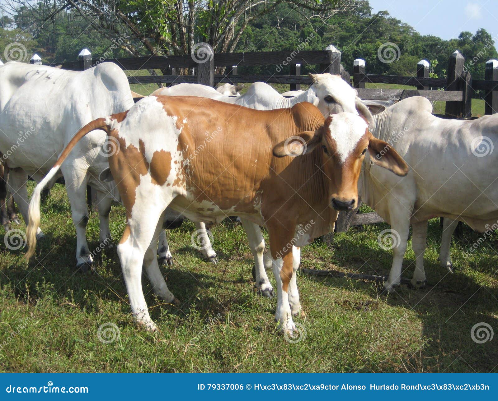 Zebu cattle stock photo. Image of cows, grass, meat, calf - 79337006
