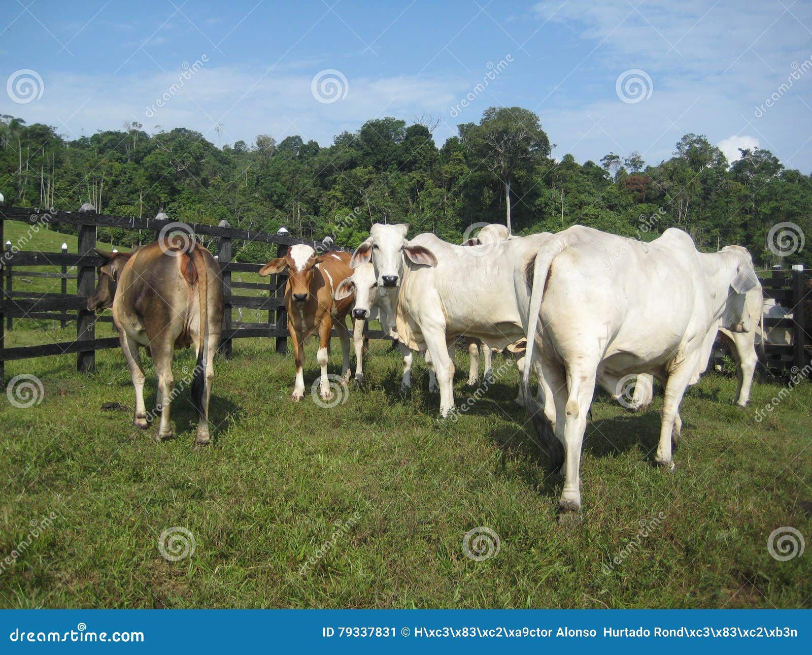 Zebu cattle stock image. Image of tree, pasture, calf - 79337831