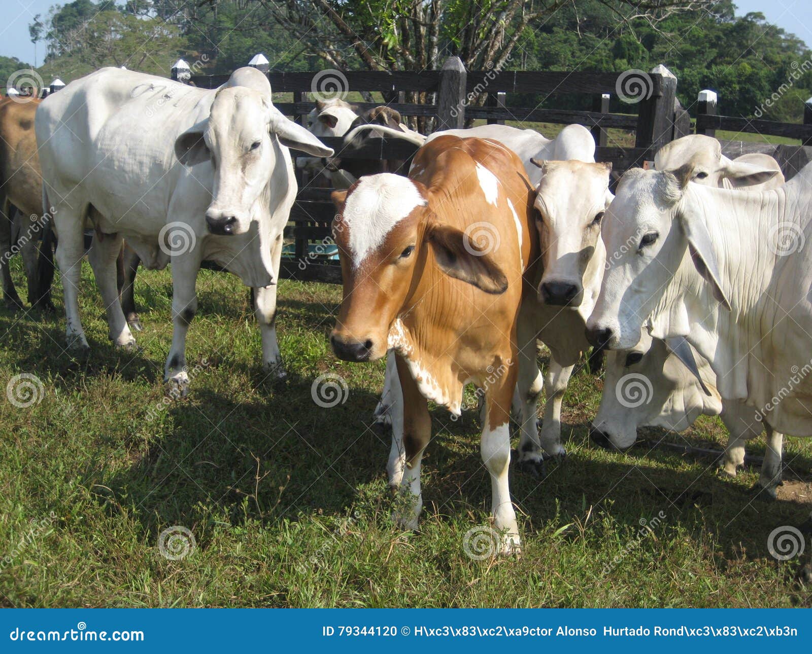 Zebu cattle stock photo. Image of colombia, animal, zebu - 79344120