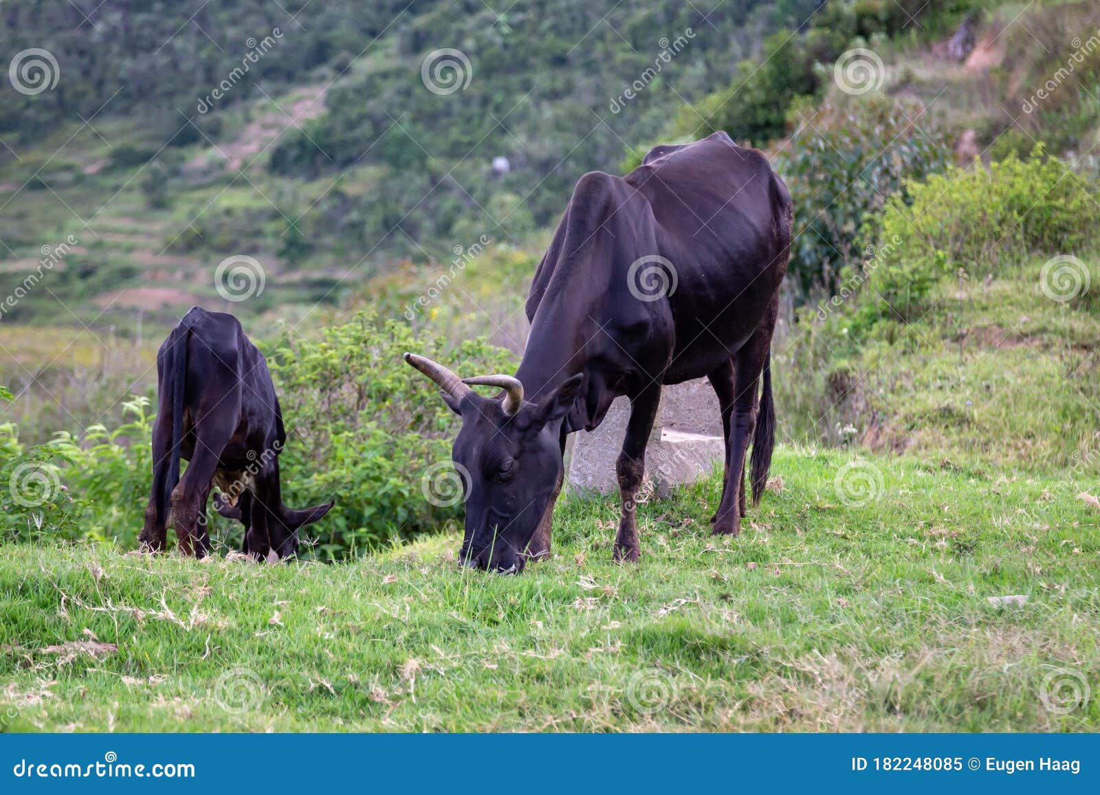 Zebu Cattle in the Pasture on the Island of Madagascar Stock Image ...
