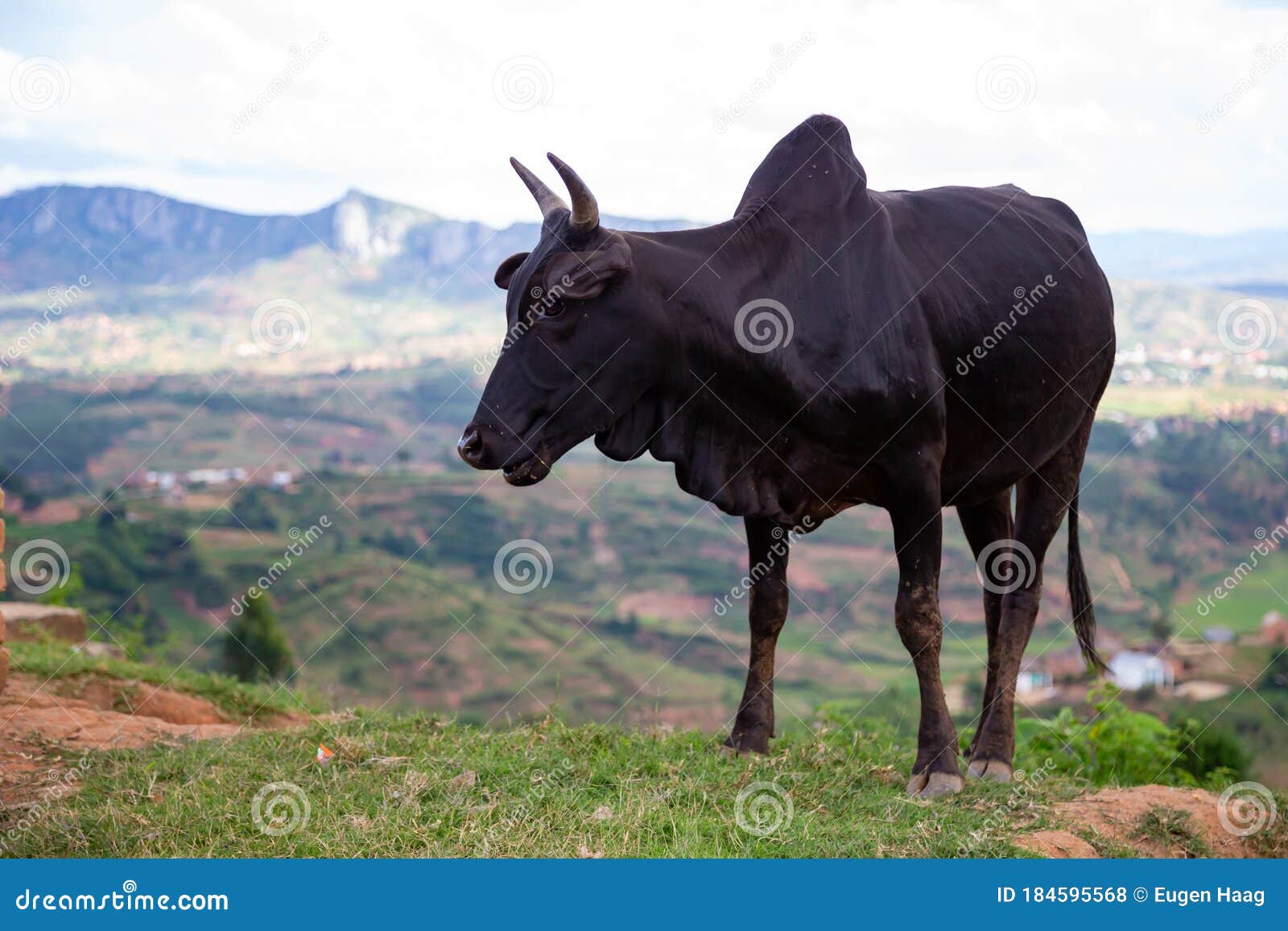 Zebu Cattle in the Pasture on the Island of Madagascar Stock Photo ...