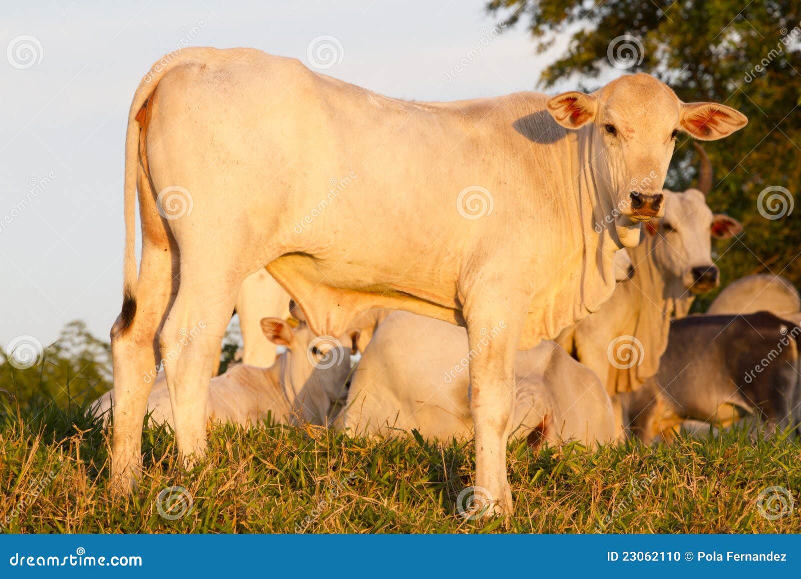 Adult Zebu cow stock photo. Image of mammal, light, breeding - 23062110