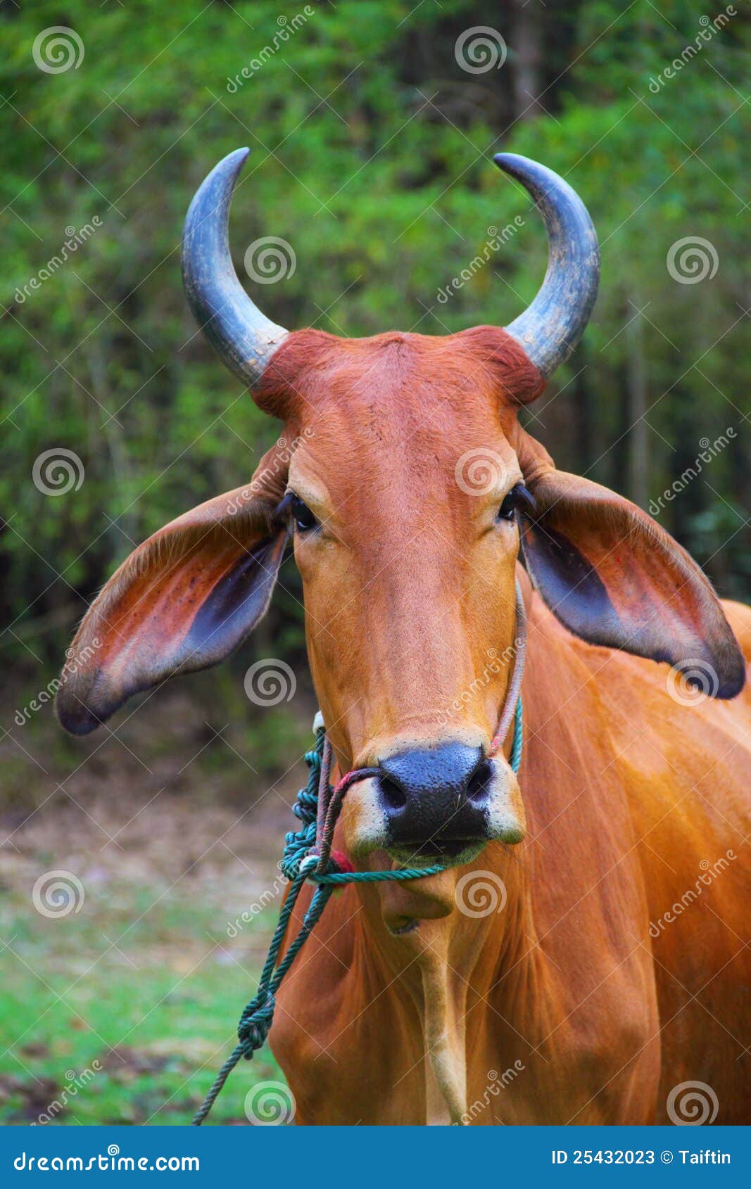 Zebu cow stock image. Image of animal, horn, brahma, zebu - 25432023