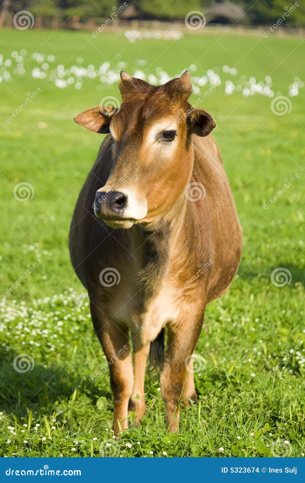 Zebu cow stock photo. Image of farm, meadow, ranch, cebu - 5323674