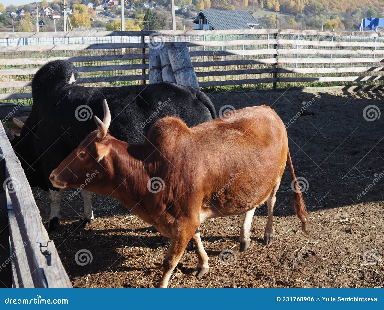Zebu cows on the farm stock photo. Image of bull, grass - 231768906