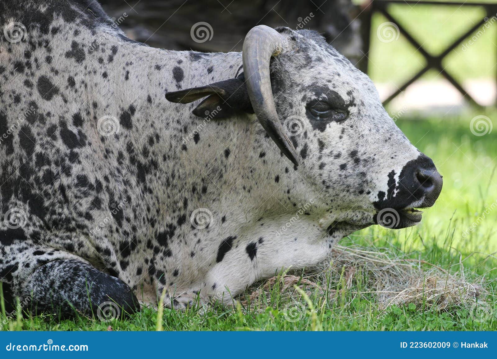 Zebu on the Farm from Profile Stock Image - Image of meadow ...