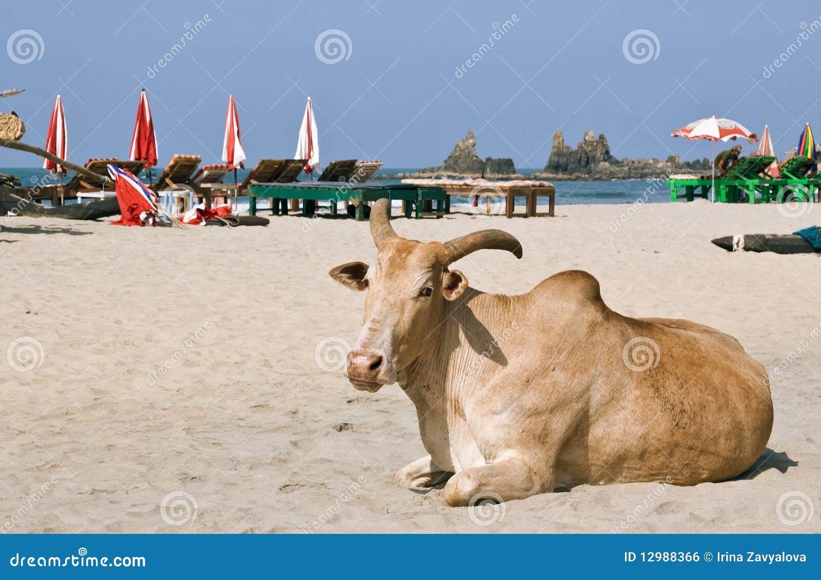 Zebu (Indian Humped Ox) is Laying on the Beach Stock Photo - Image of ...