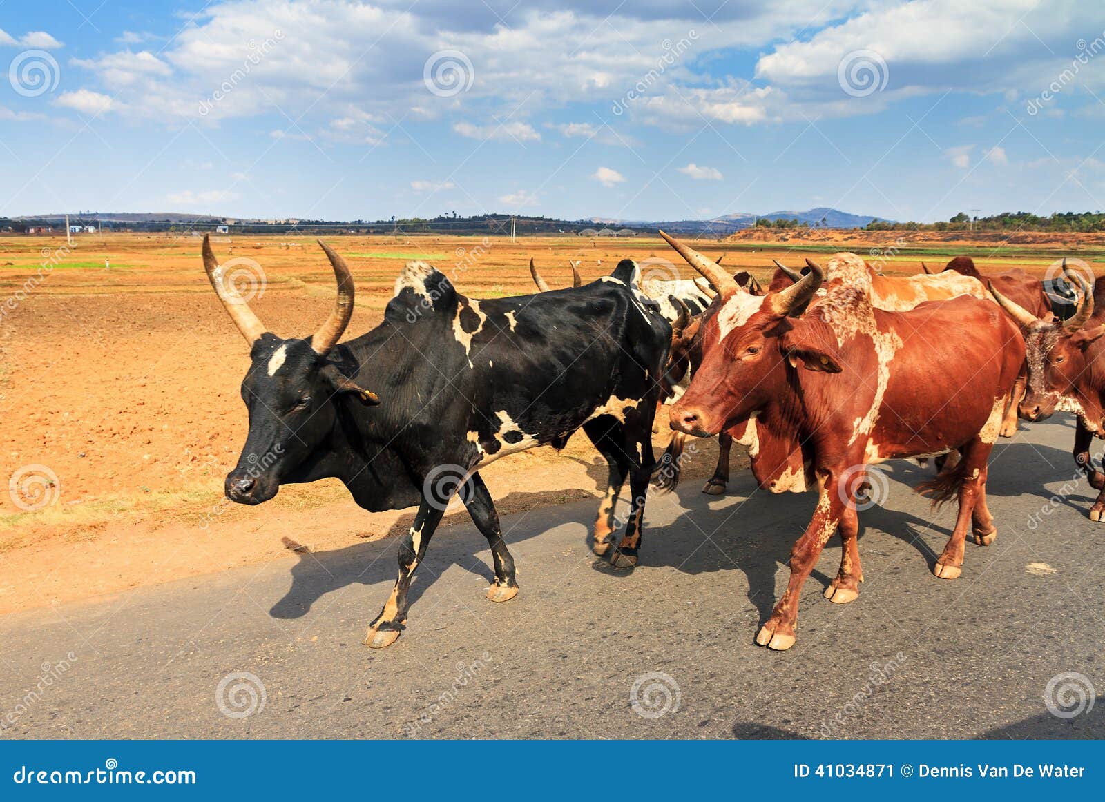 Zebu on the move stock image. Image of primigenius, indicus - 41034871