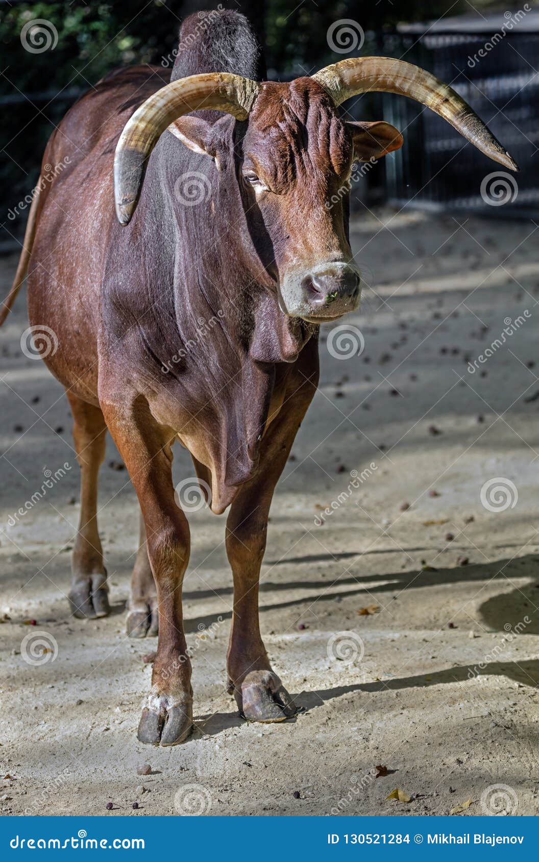 Zebu nano bull 1 stock photo. Image of nice, nature - 130521284