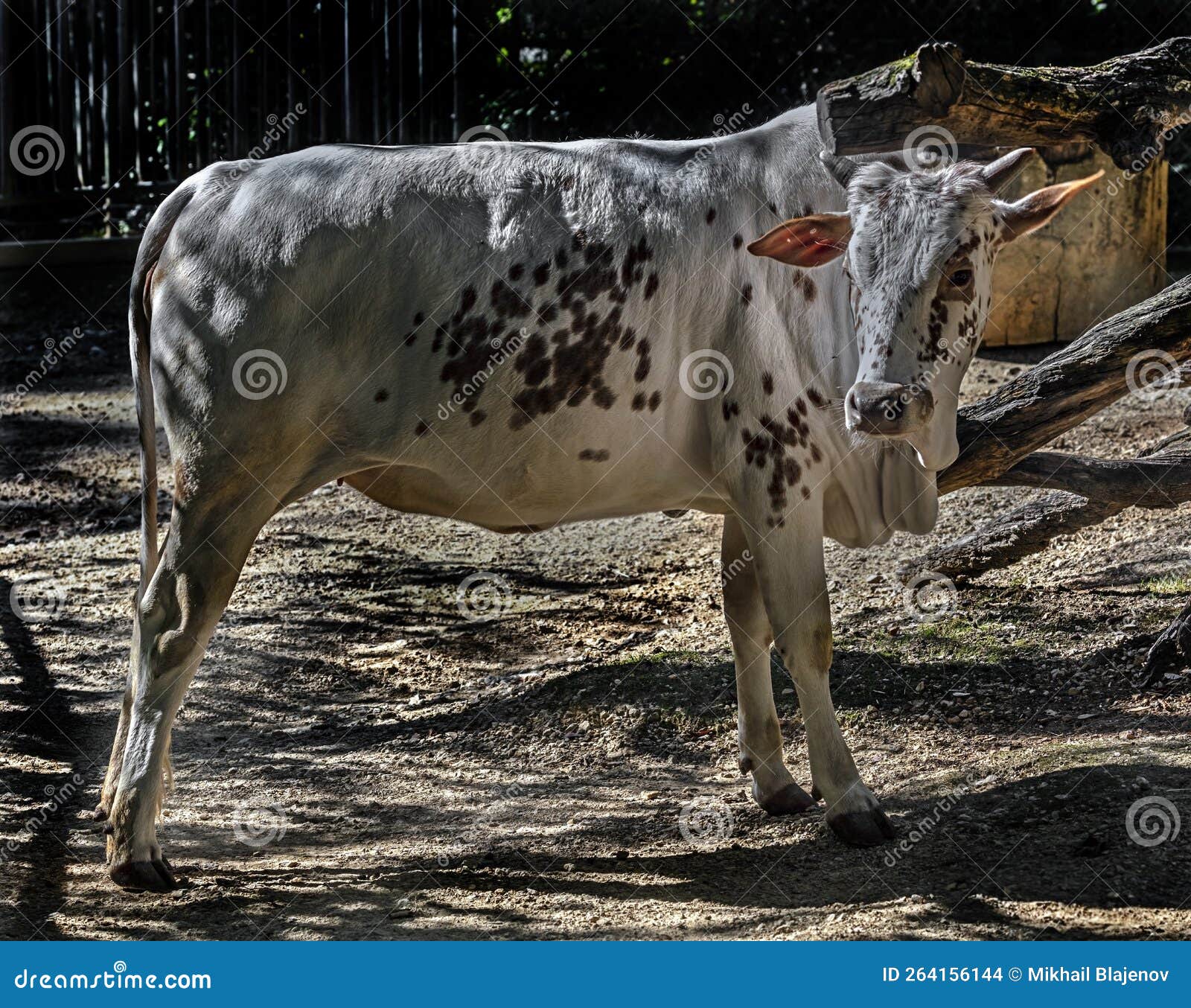Zebu nano cow 12 stock photo. Image of horn, enclosure - 264156144