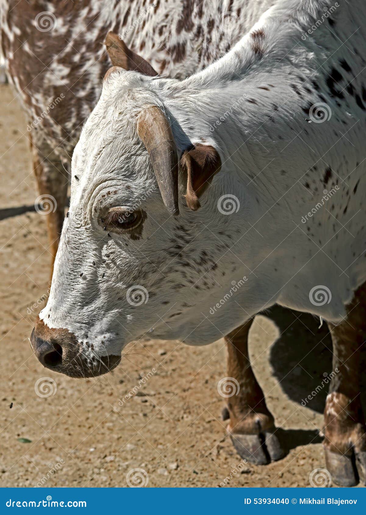 Zebu nano 2 stock photo. Image of view, environment, graze - 53934040