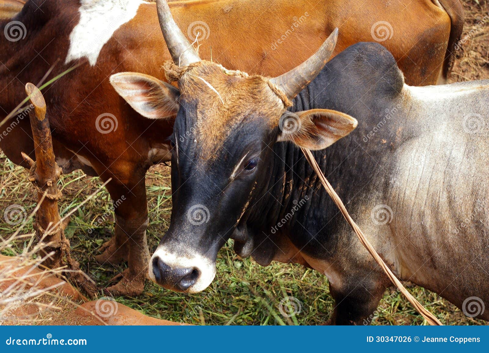Zebu s head stock photo. Image of dust, horn, african - 30347026