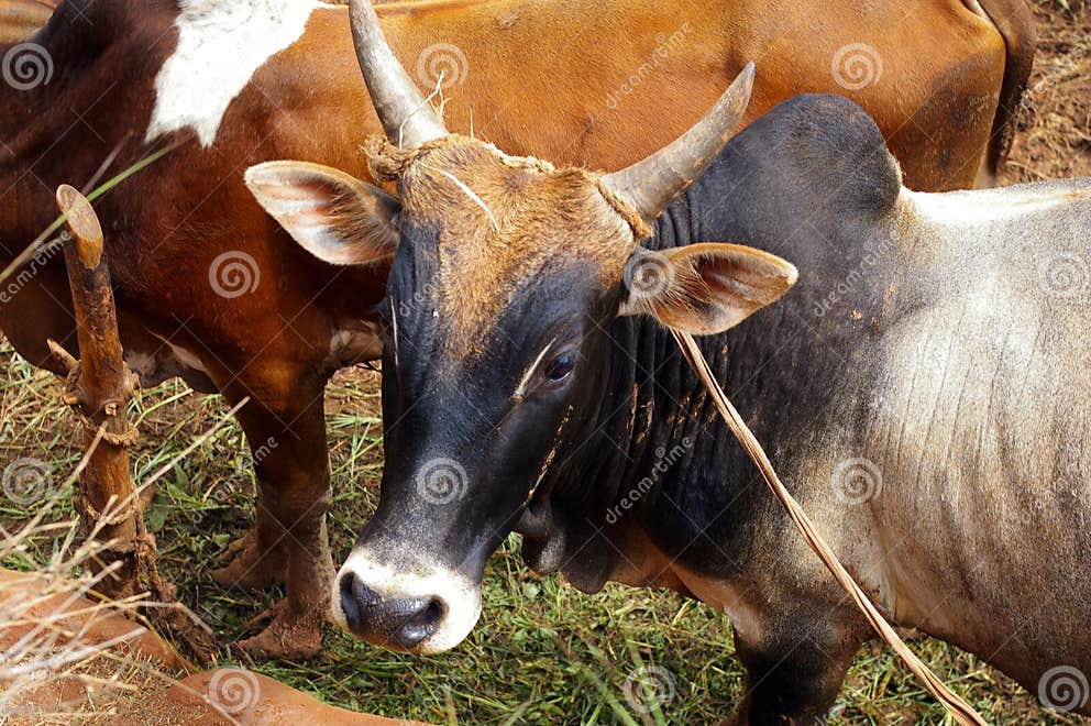 Zebu s head stock photo. Image of dust, horn, african - 30347026