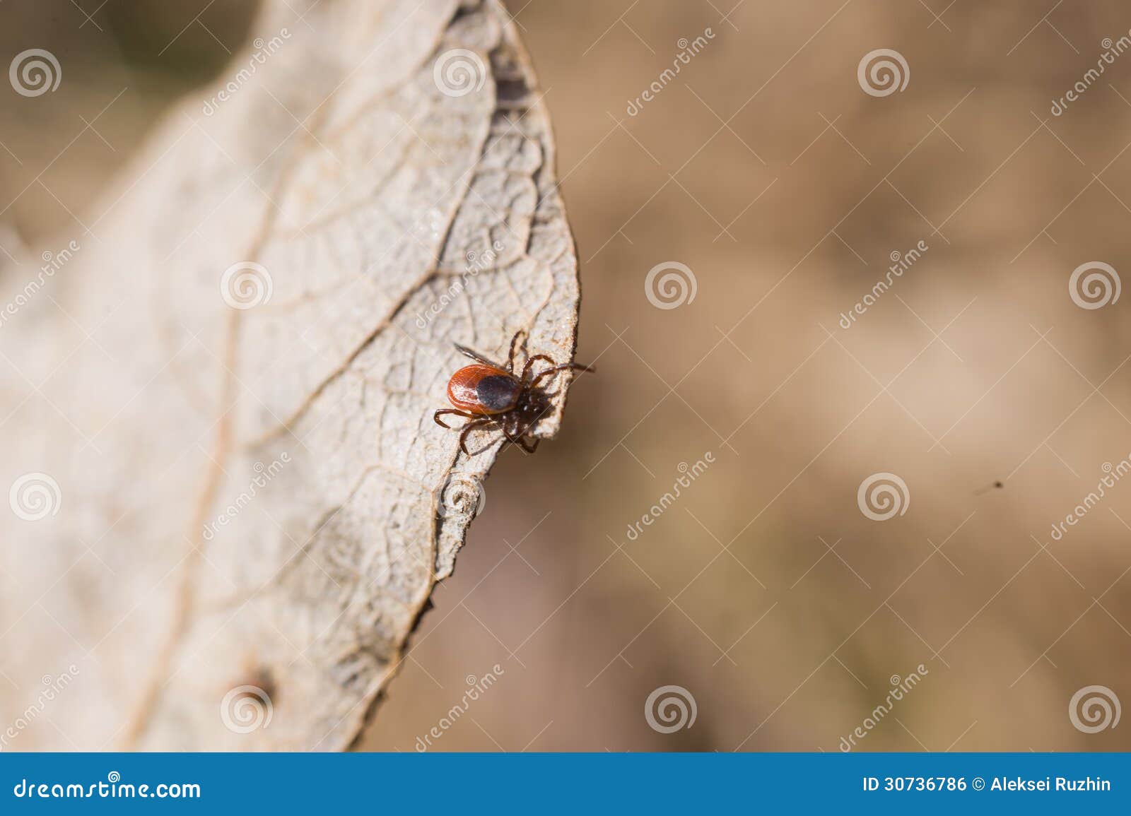 Zecca dalle zampe nere fotografia stock. Immagine di animale - 30736786