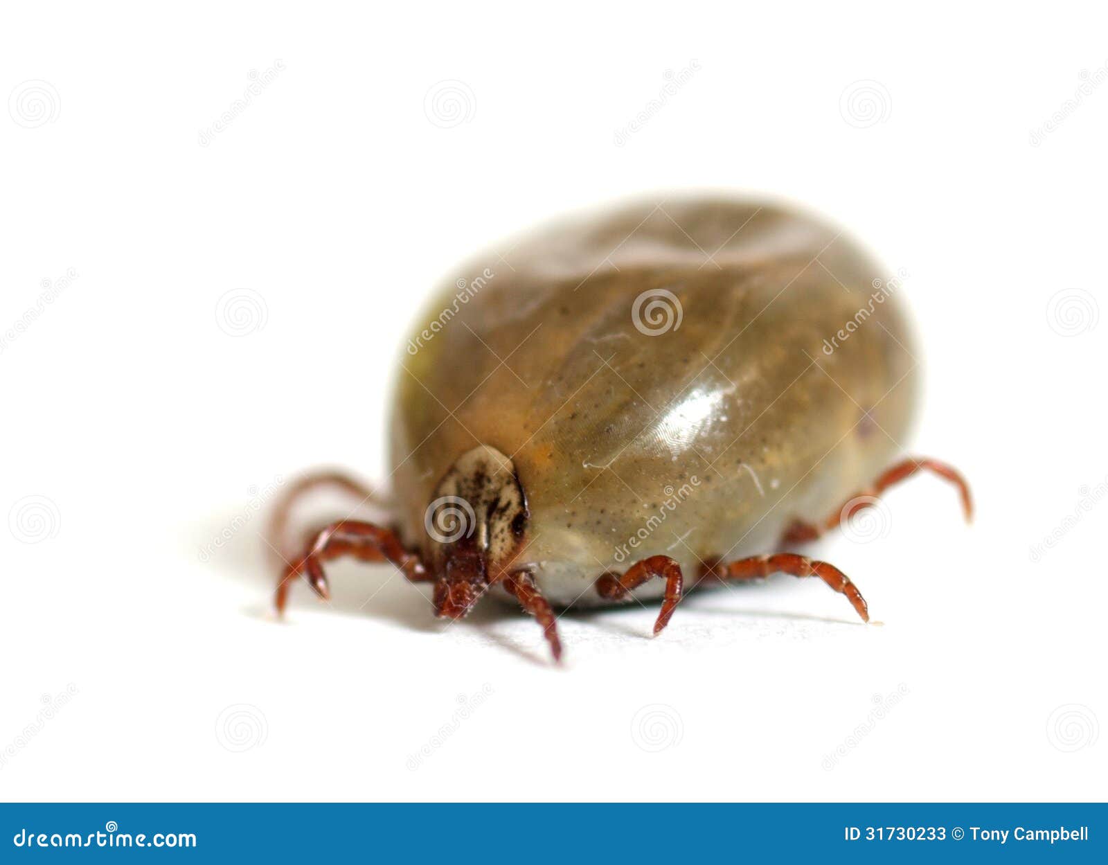 Zecke aufgeblasen mit Blut stockbild. Bild von insekt - 31730233