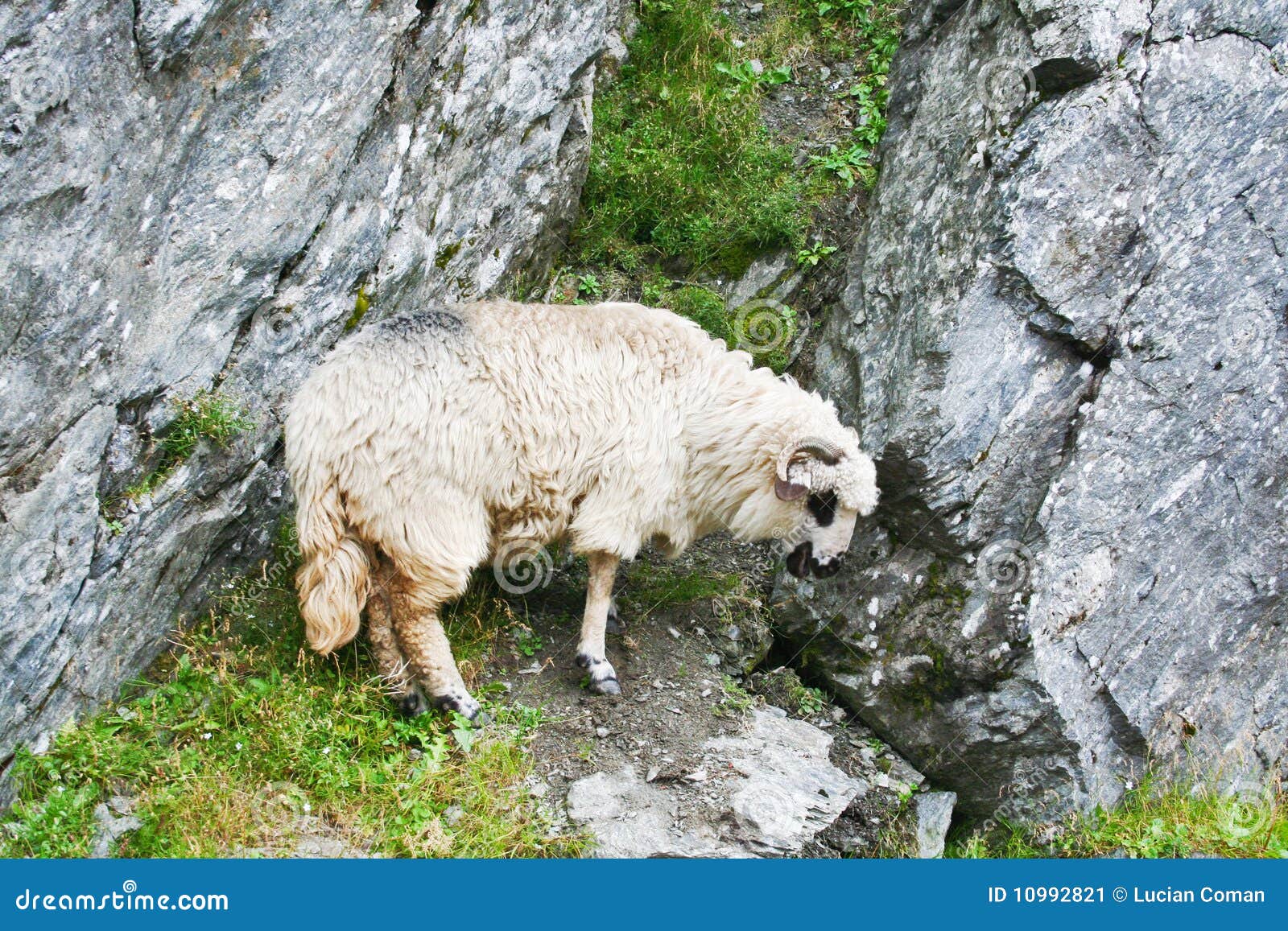 Zeckel sheep stock image. Image of breed, animal, rocks - 10992821