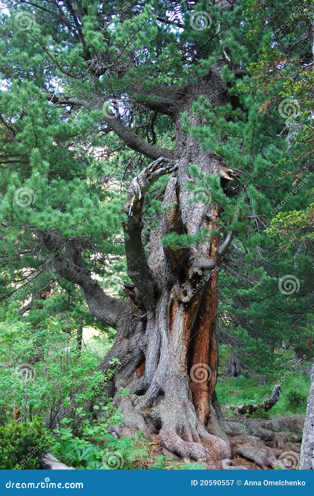 Zeder (Cedrus) stockbild. Bild von zeder, wald, leistungsfähig - 20590557