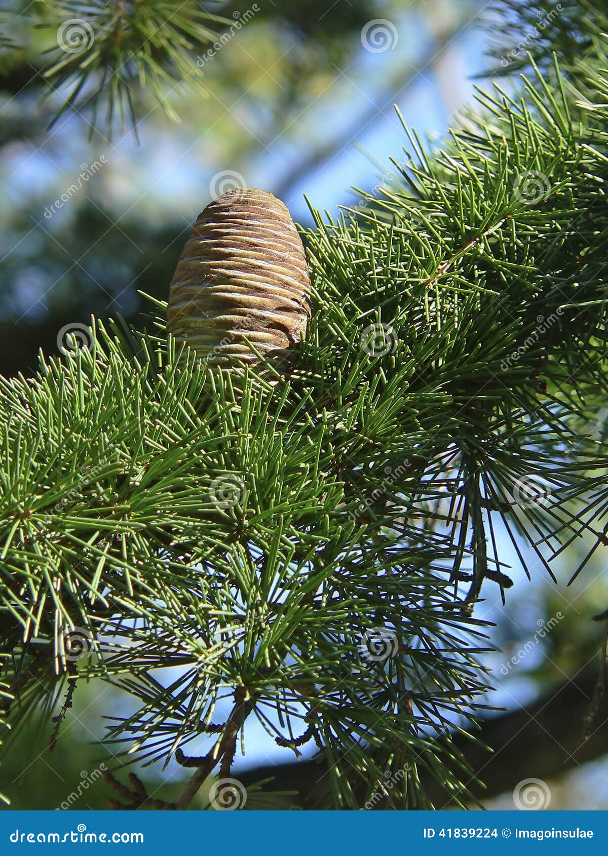 Zeder vom Libanon stockfoto. Bild von zeder, phönizisch - 41839224