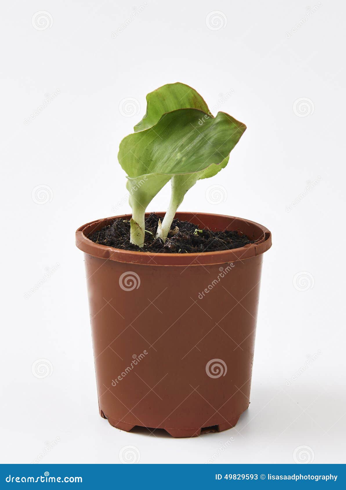 Zedoary fresh (kenchur) stock image. Image of flavour - 49829593