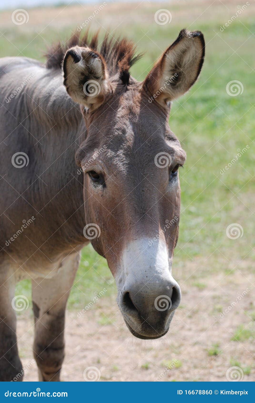 Zedonkey stock photo. Image of zebronkey, quadruped, hybrid - 16678860