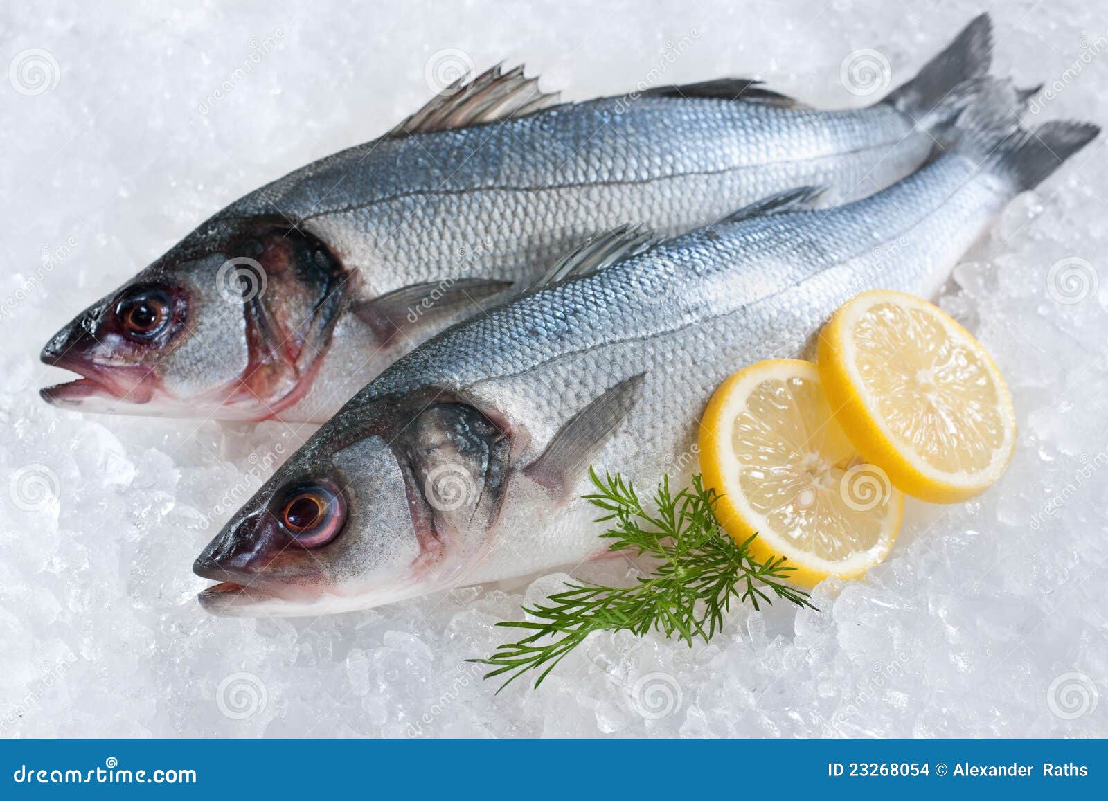 Zeebaars op ijs stock foto. Image of industrie, gezond - 23268054