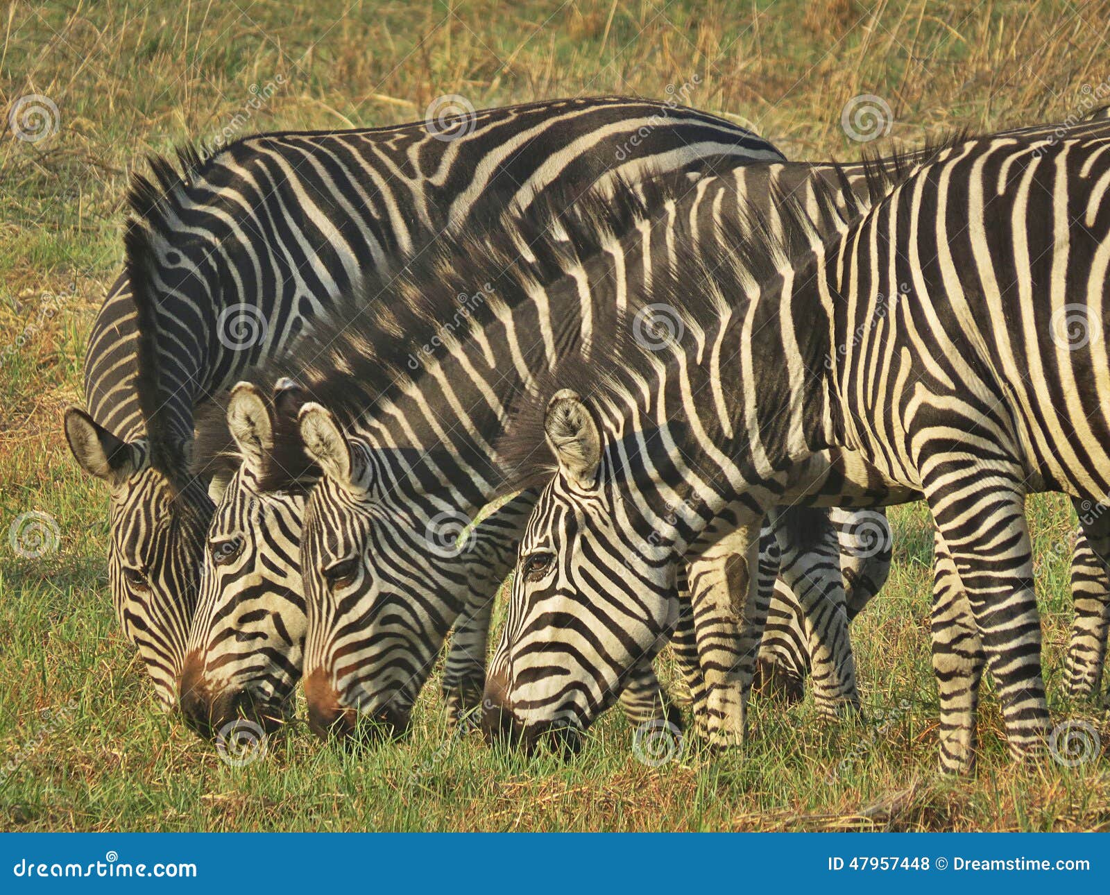 Zeebra stock photo. Image of white, black, zeebra, stripes - 47957448