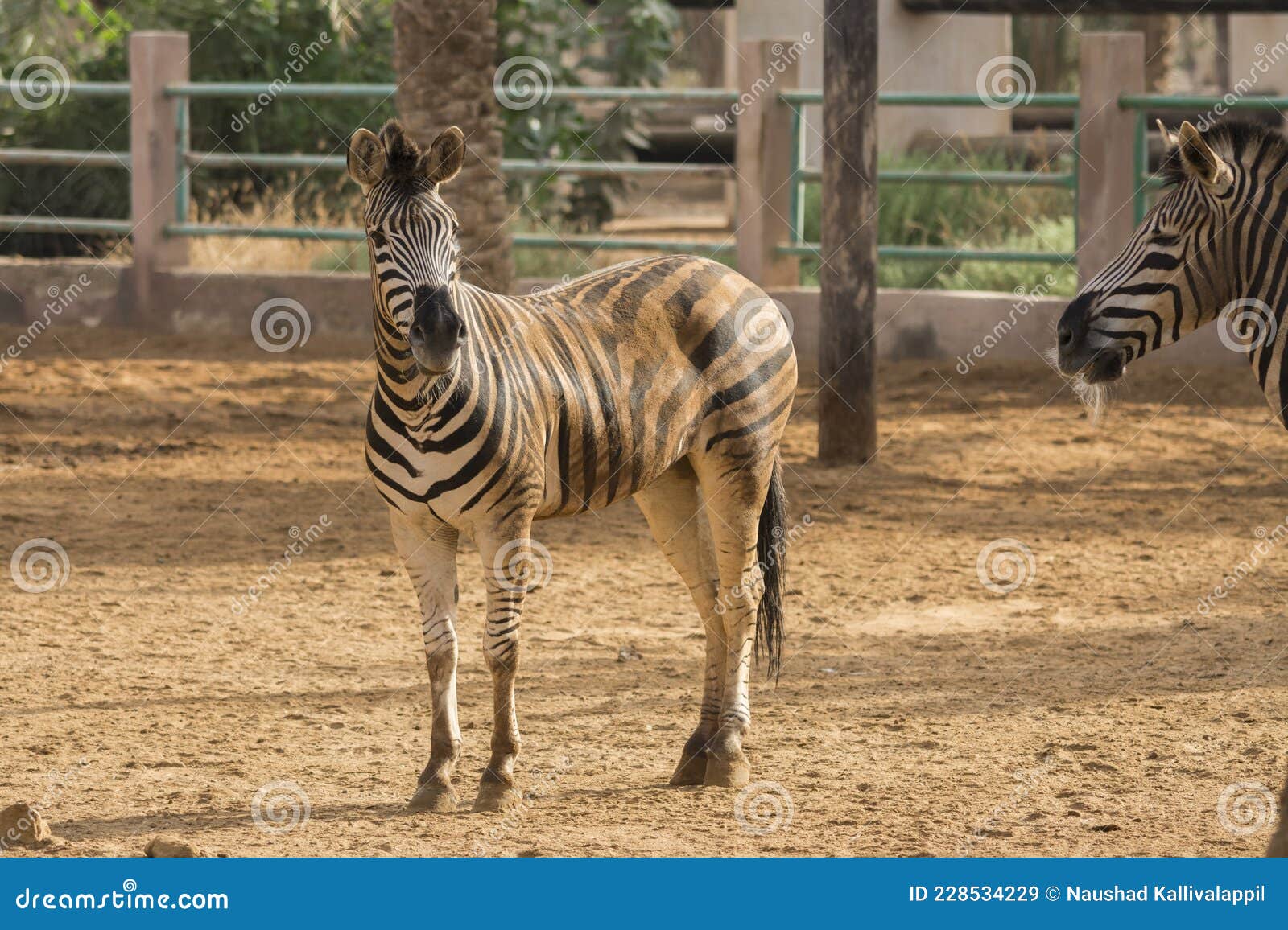 Zeebra animal image stock image. Image of african, green - 228534229