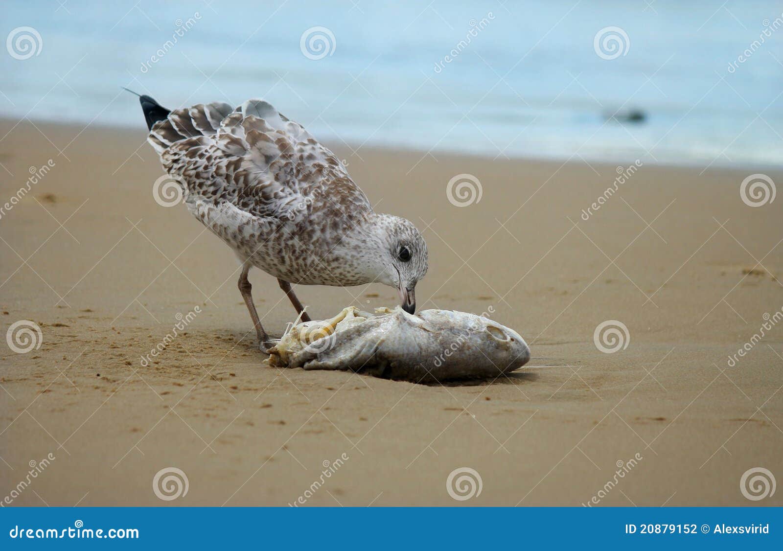 Zeemeeuw Die Een Dode Vis Eet Stock Foto - Image of meer, vissen: 20879152