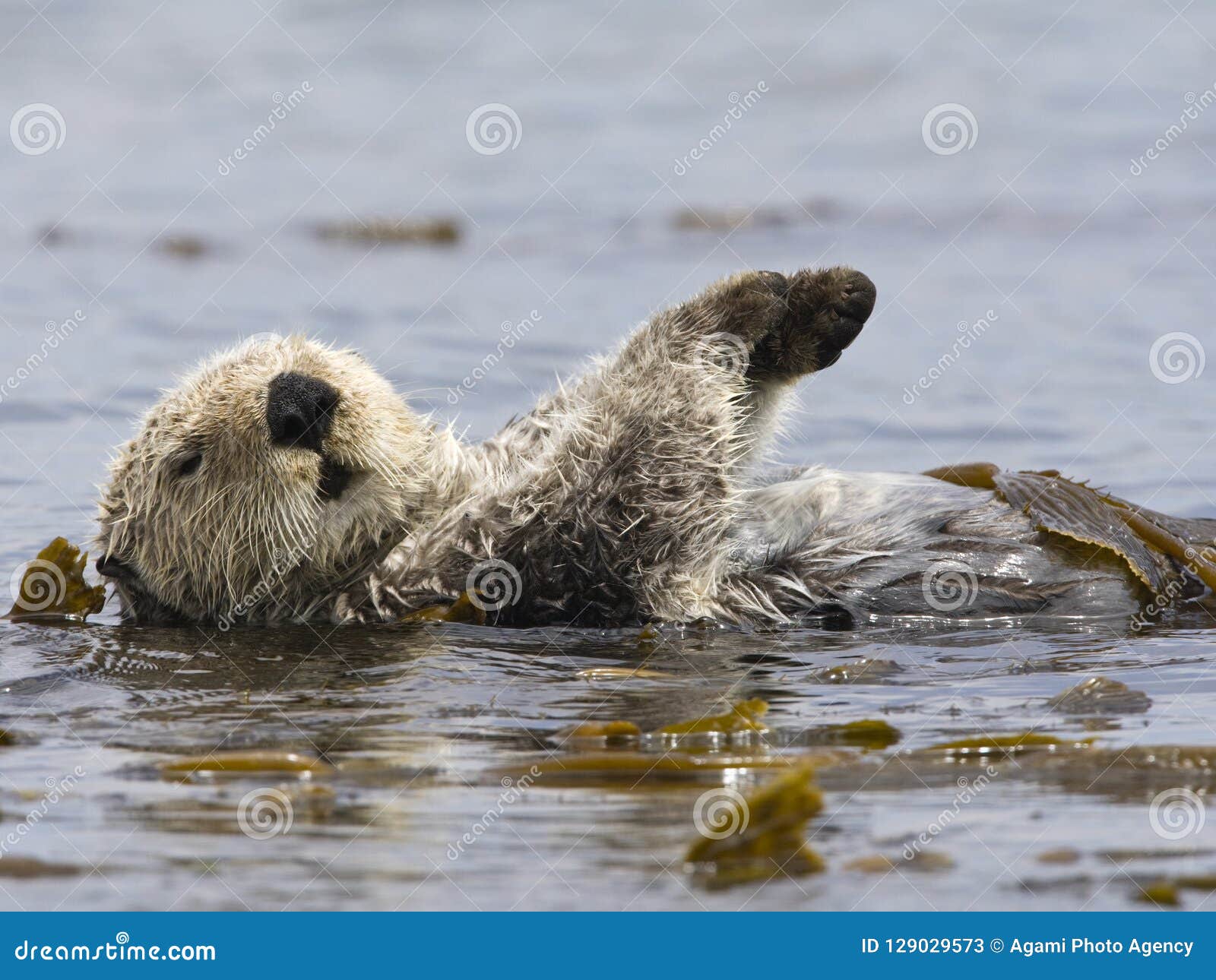 Zeeotter, Nutria De Mar, Lutris Del Enhydra Imagen de archivo - Imagen ...