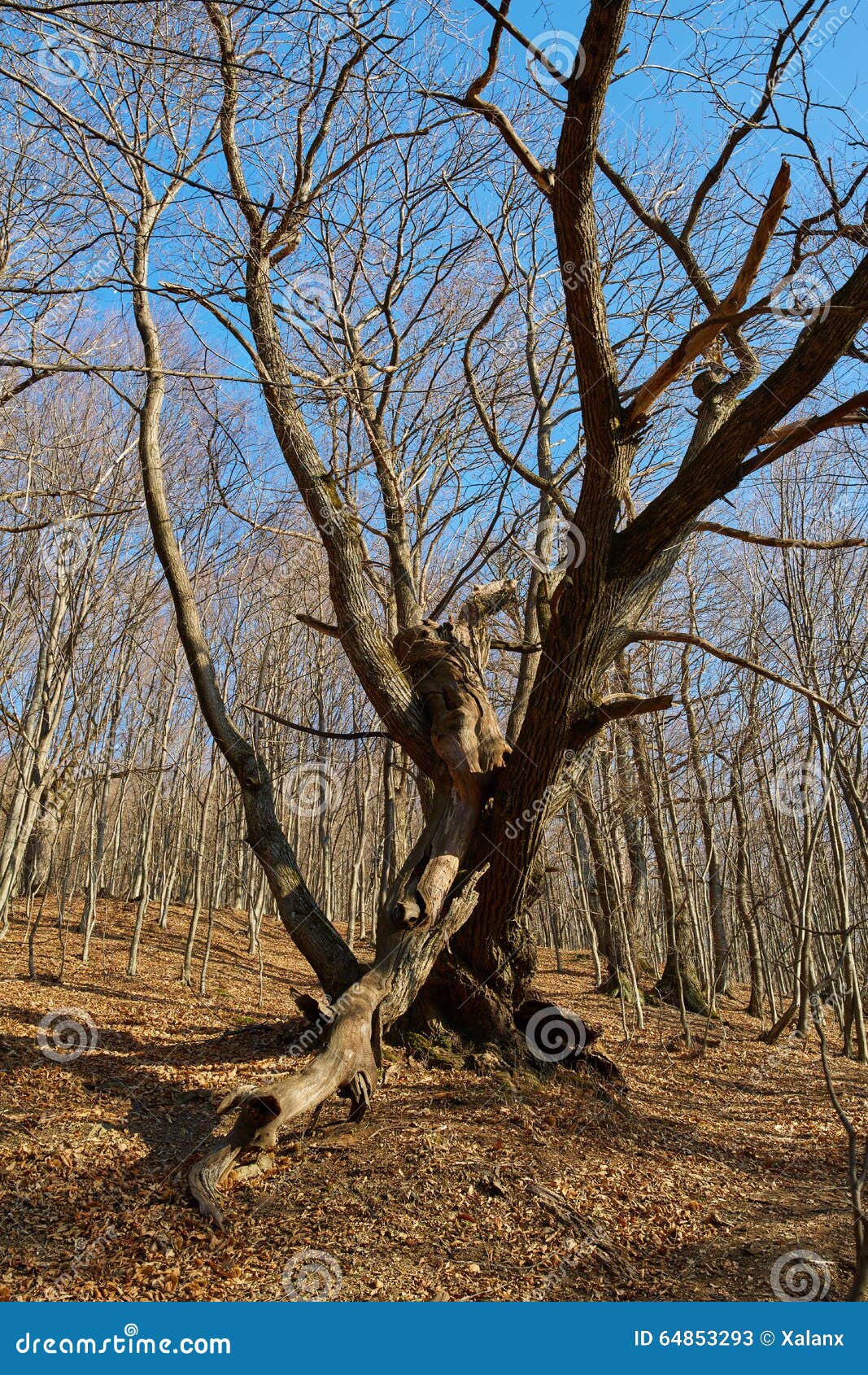 Zeer grote eiken bomen stock afbeelding. Image of park - 64853293