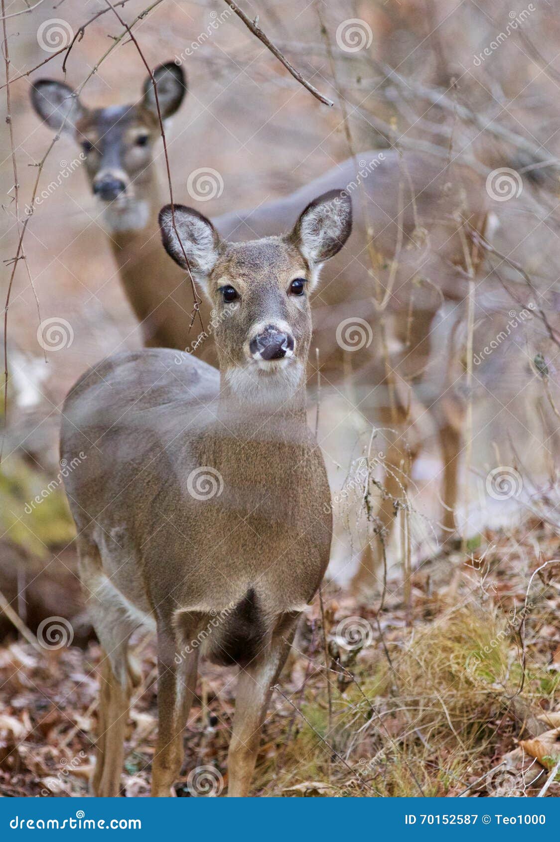 Zeer Leuke Herten Met De Grote Zwarte Ogen Stock Afbeelding - Image of ...