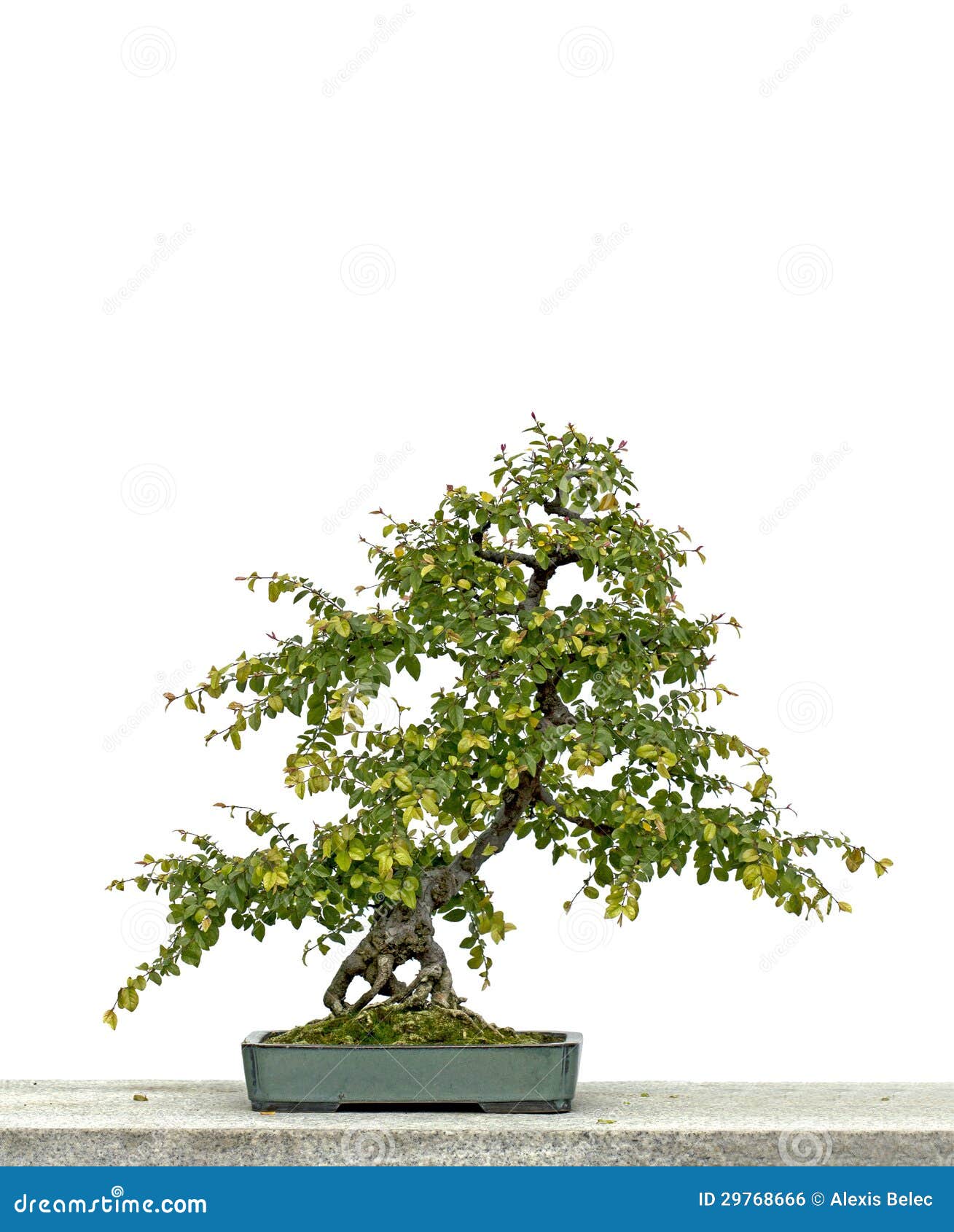 De boom van de bonsai stock foto. Image of tuinieren - 29768666