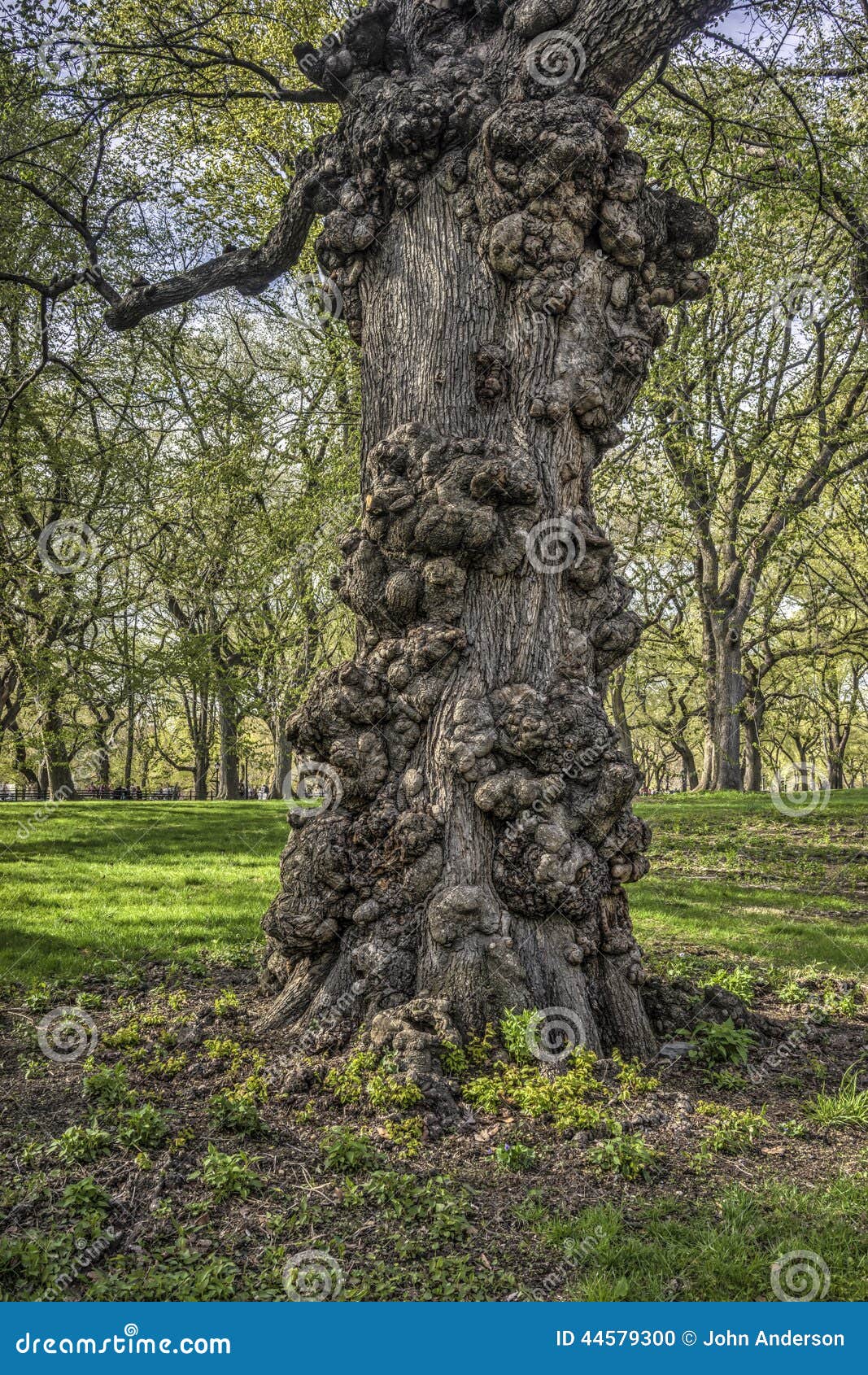 Zeer Oude Boom stock foto. Image of vroeg, ochtend, bomen - 44579300