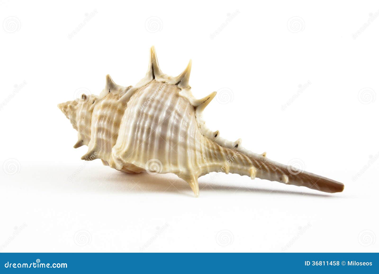 Zeeschelp stock foto. Image of schelp, marine, slak, exotisch - 36811458