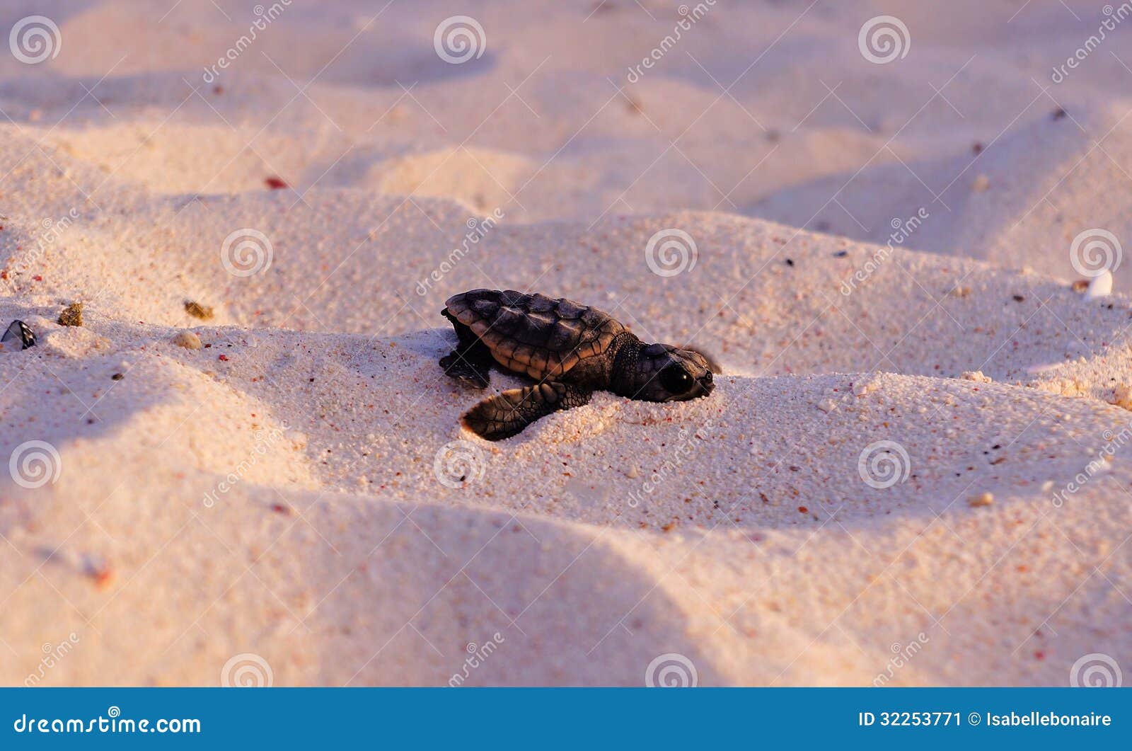 Zeeschildpad Hatchling, Loggerhead, Faceplant-baby Stock Afbeelding ...