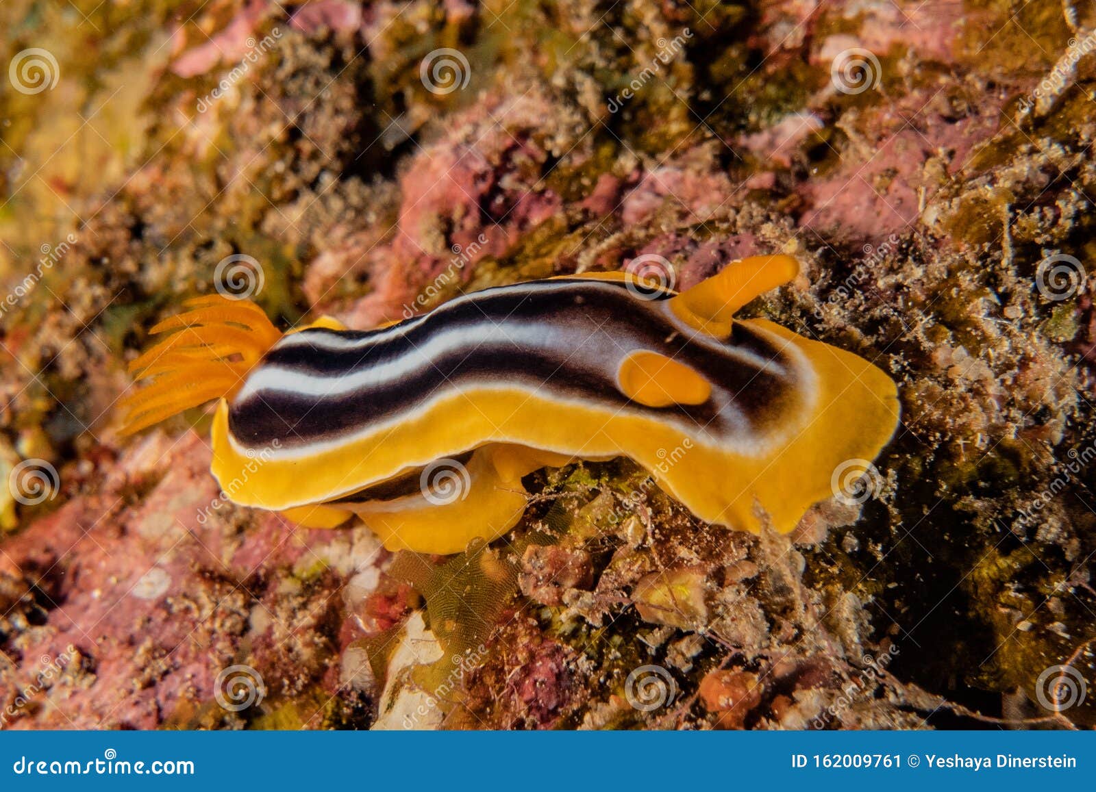 Zeeslak in de Rode Zee stock afbeelding. Image of aquatisch - 162009761