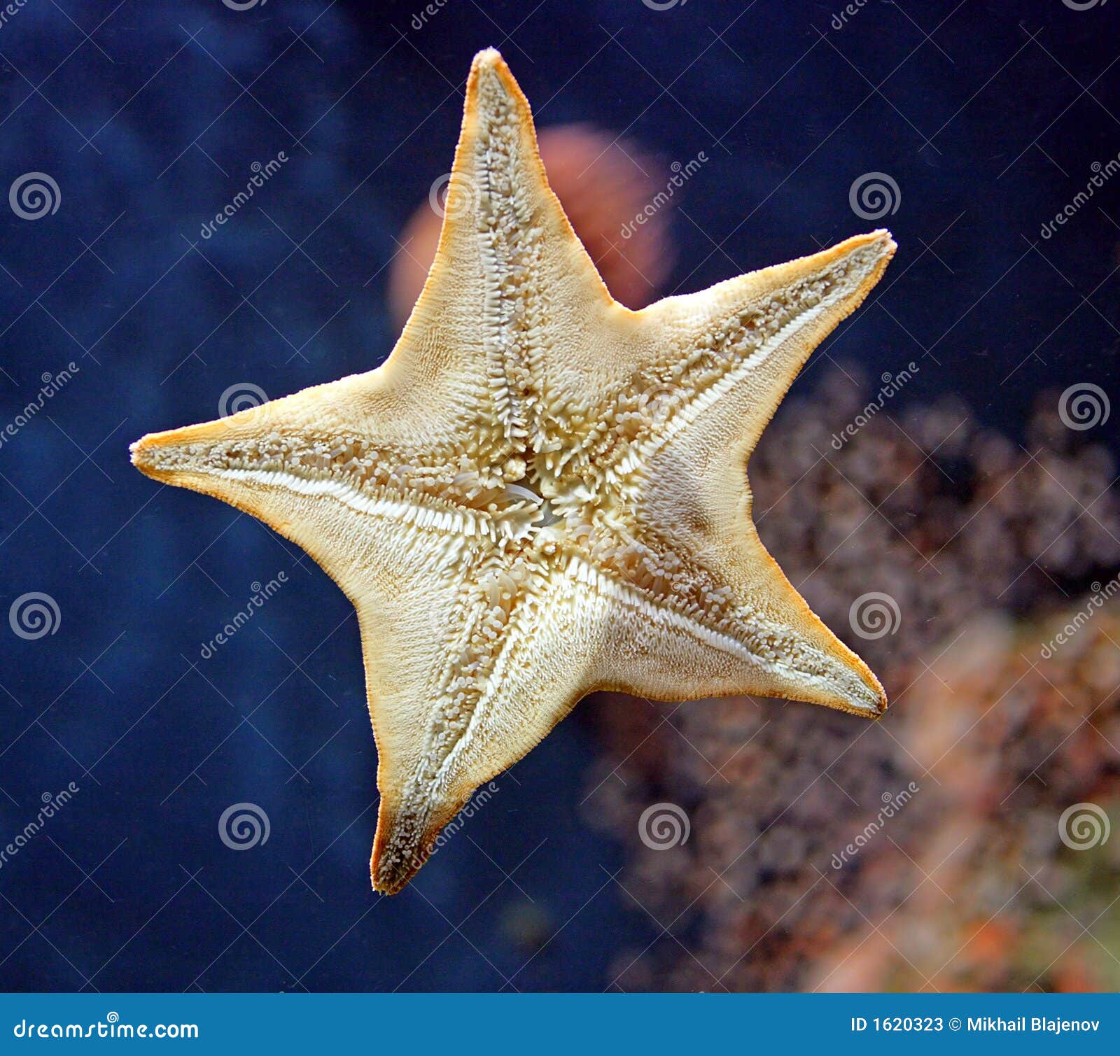 Zeester 1 stock afbeelding. Image of plankton, zoutwater - 1620323