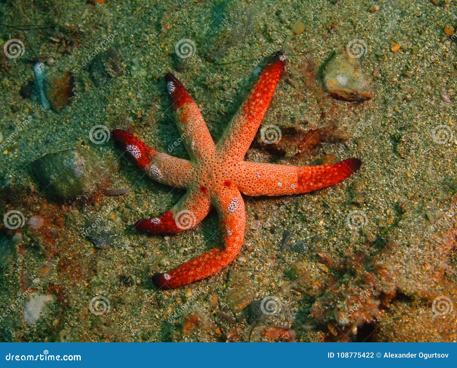 Zeester stock foto. Image of duik, overzees, zeester - 108775422