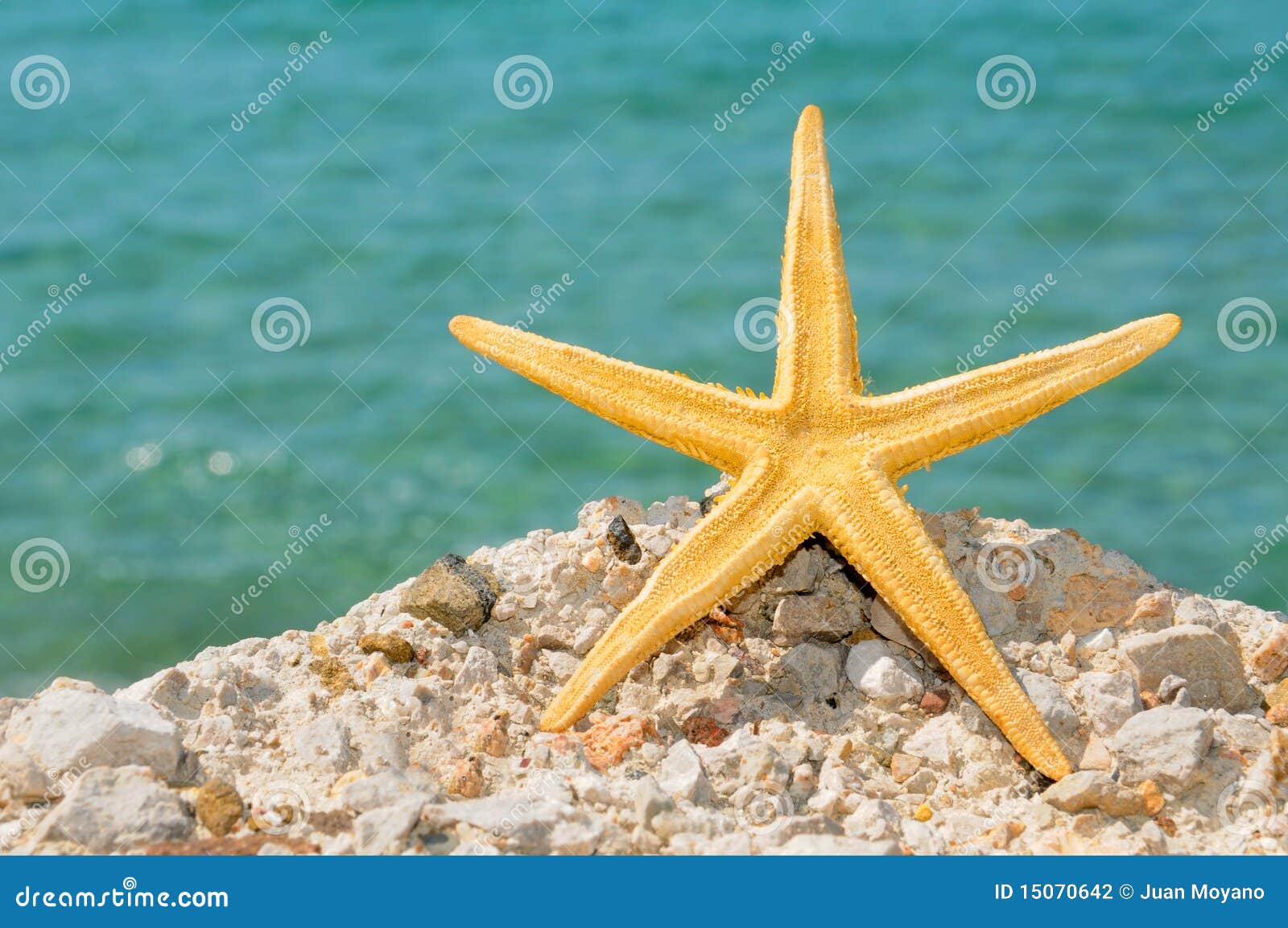 Zeester stock foto. Image of kleurrijk, ster, voorwerp - 15070642