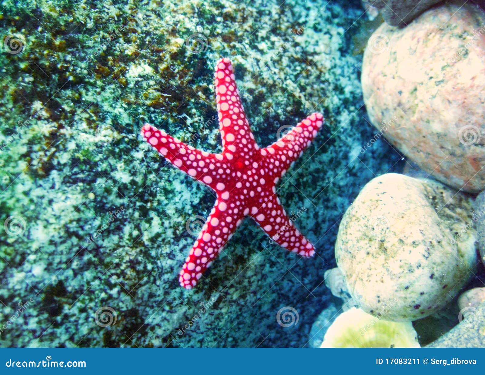 Zeester stock afbeelding. Image of purper, dier, overzees - 17083211