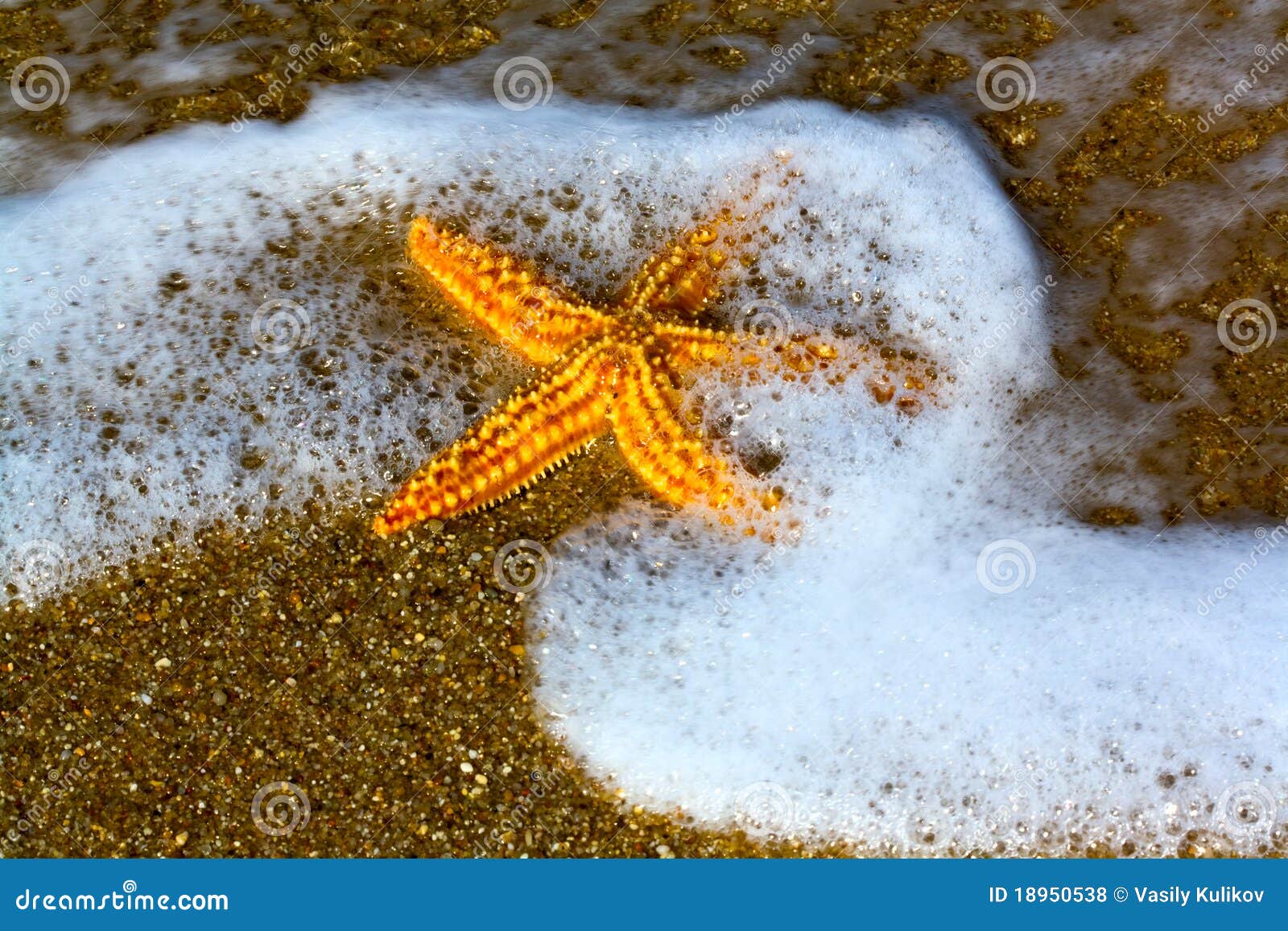 Zeester stock foto. Image of kustlijn, toerisme, zandig - 18950538